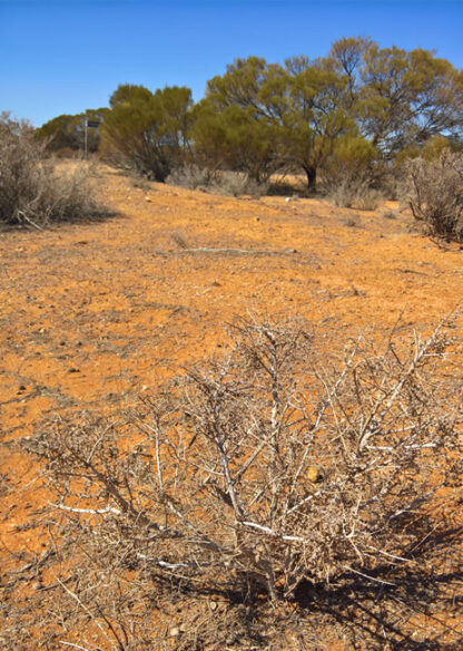 Menindee Lakes – This is Australia!